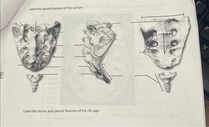 Label the special features of the sacrum: Label the | Chegg.com
