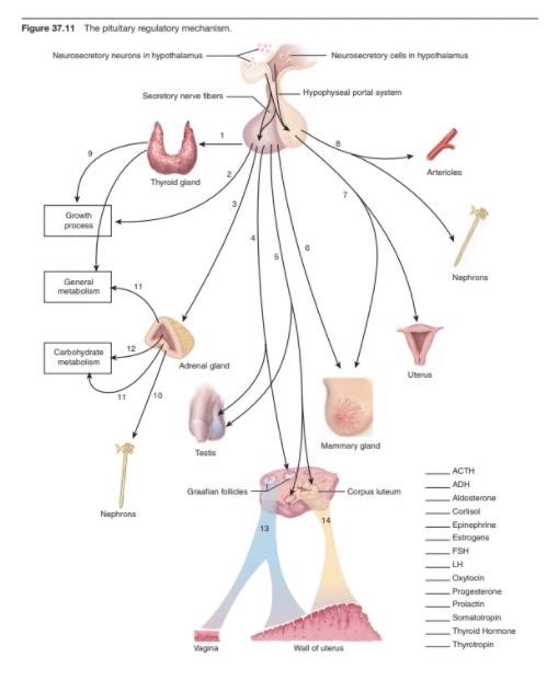 Solved Figure 37.11 The pituitary regulatory mechanism | Chegg.com