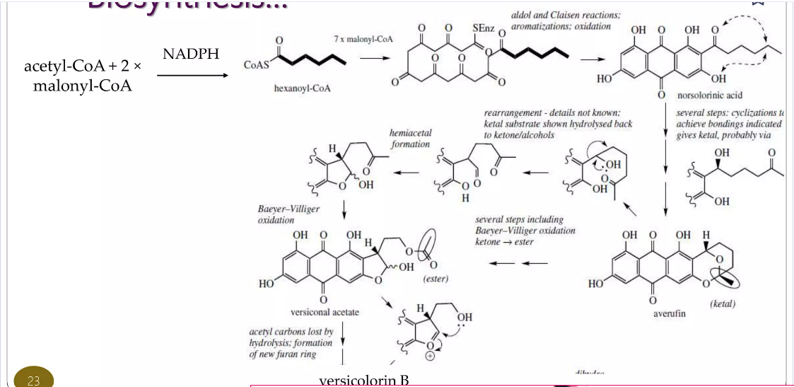 Solved This is the first part of the biosynthesis of | Chegg.com