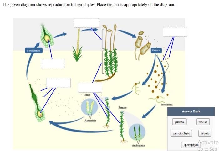 Solved The given diagram shows reproduction in bryophytes. | Chegg.com