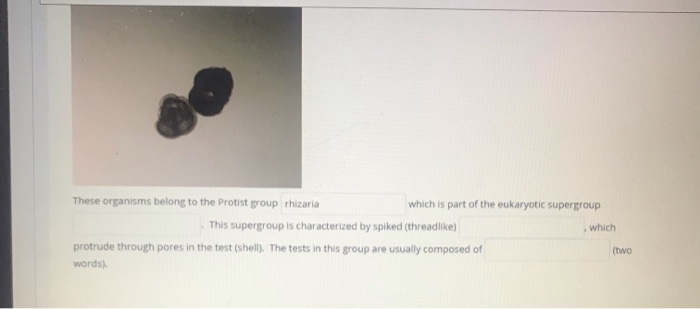 Solved These organisms belong to the Protist group rhizaria | Chegg.com
