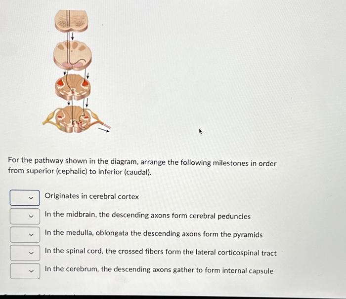 Solved Question 20 (1 point) Listen For the pathway shown | Chegg.com