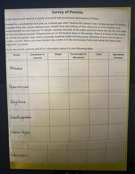 Solved Survey of Protista In this lab you will observe a | Chegg.com
