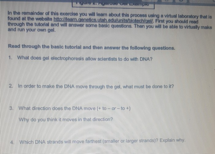 Table 1: DNA Fragment Migration Distances Hindill | Chegg.com