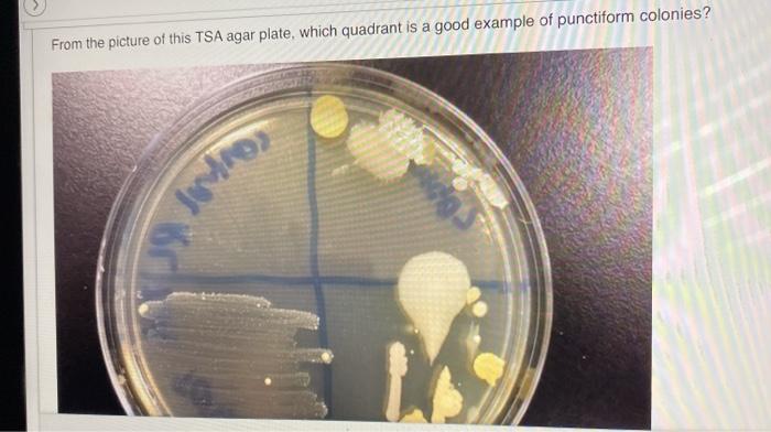 Solved From the picture of this TSA agar plate, which | Chegg.com