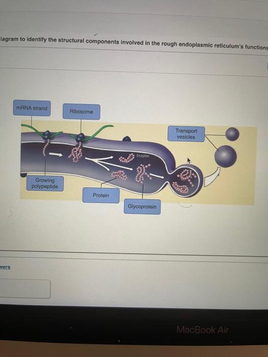 Solved iagram to identify the structural components involved | Chegg.com