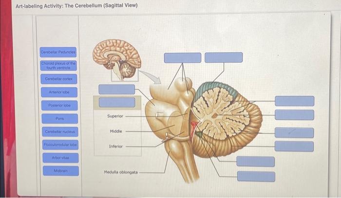 Solved Art-labeling Activity: The Cerebellum (Sagittal View) | Chegg.com