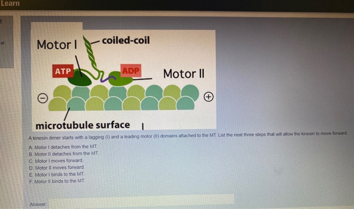 Solved Microtubule length time On the following graph, | Chegg.com