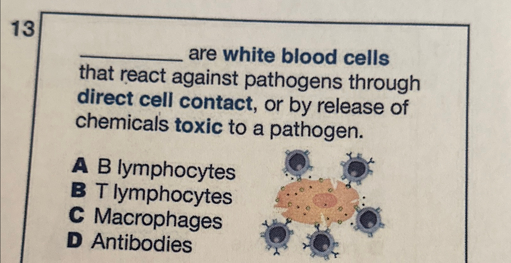 Solved 13are white blood cellsthat react against pathogens | Chegg.com