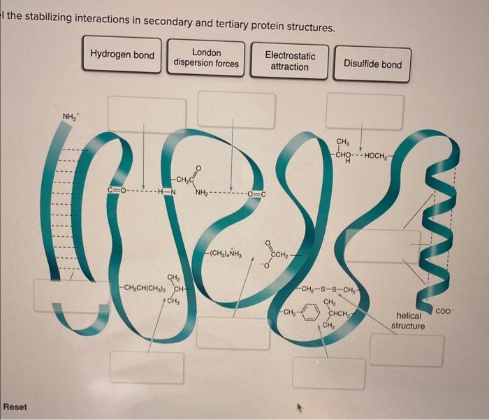 Solved the stabilizing interactions in secondary and | Chegg.com