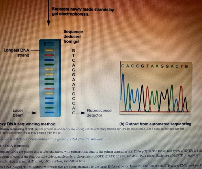Solved How should this be read from a 5 to 3 prime end? | Chegg.com