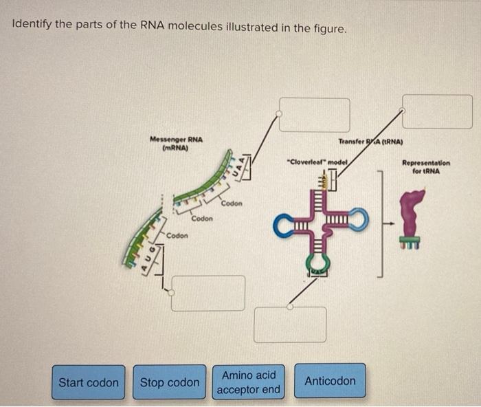 Solved Identify the parts of the RNA molecules illustrated | Chegg.com
