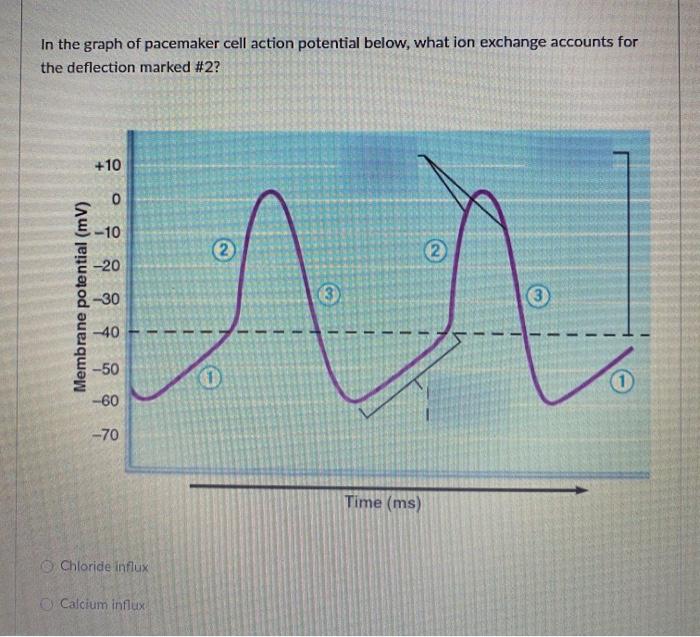 Solved In the graph of pacemaker cell action potential | Chegg.com