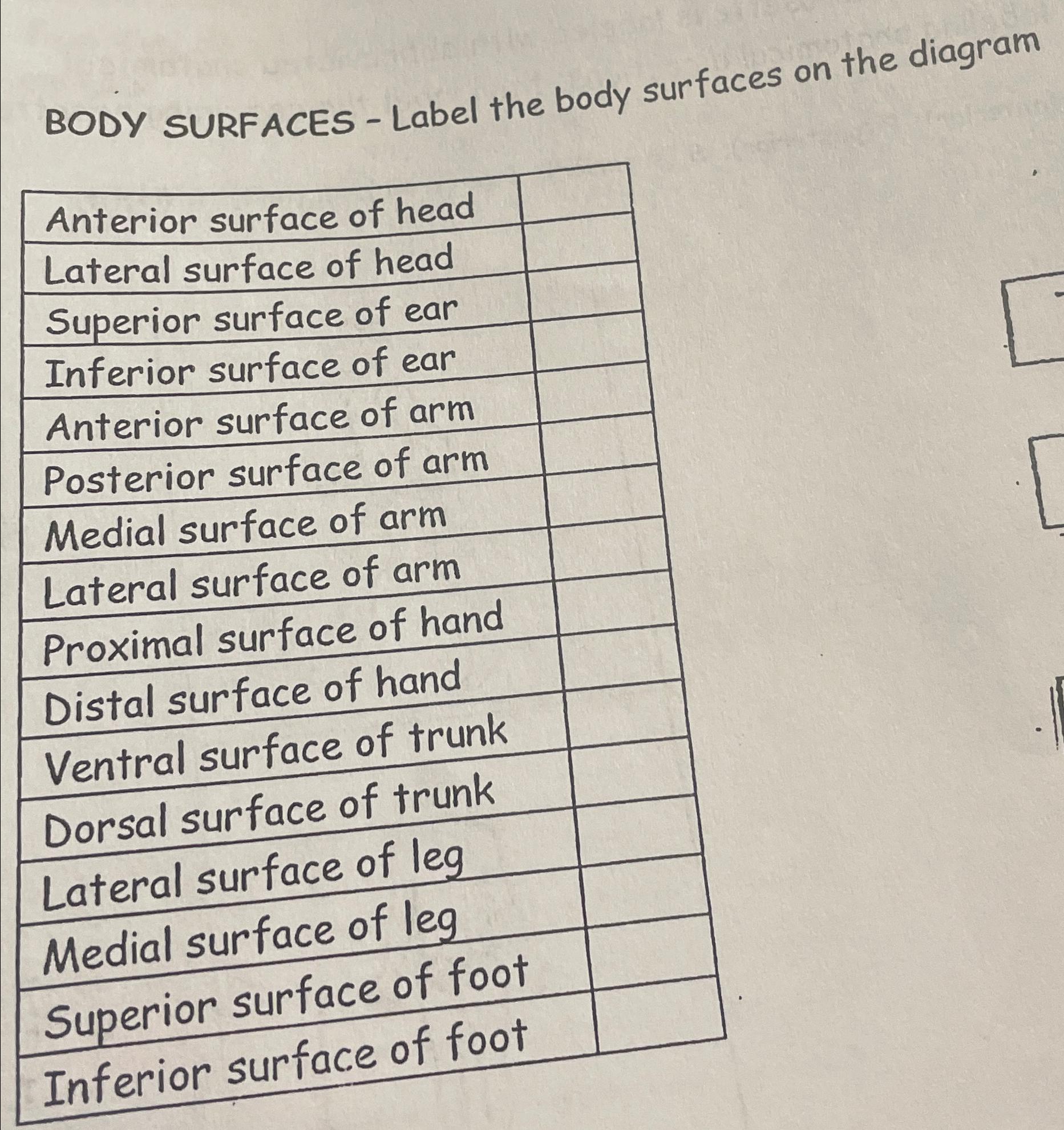 Solved BODY SURFACES - ﻿Label the body surfaces on the | Chegg.com