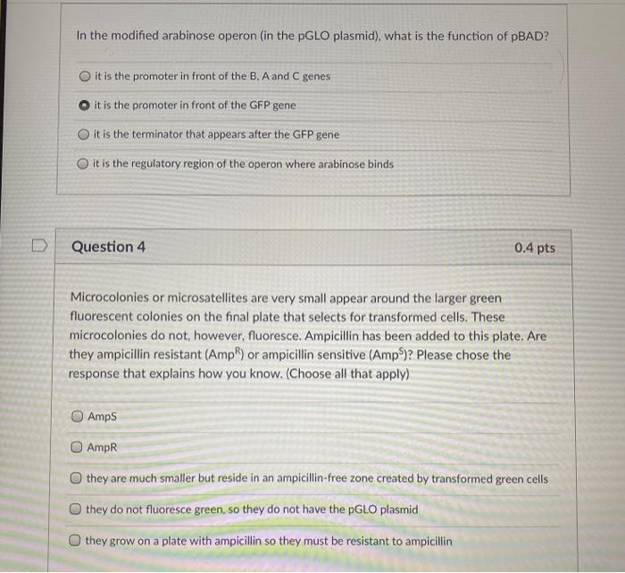 Solved In the modified arabinose operon (in the PGLO | Chegg.com