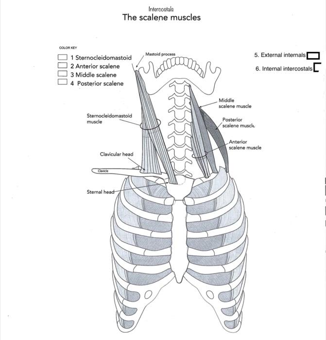 Solved The diaphragm muscle Coloring key Diaphragm Ribs | Chegg.com