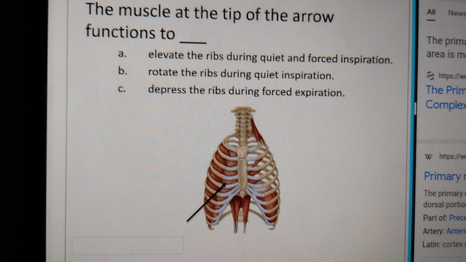 Solved All News The prima The muscle at the tip of the arrow | Chegg.com