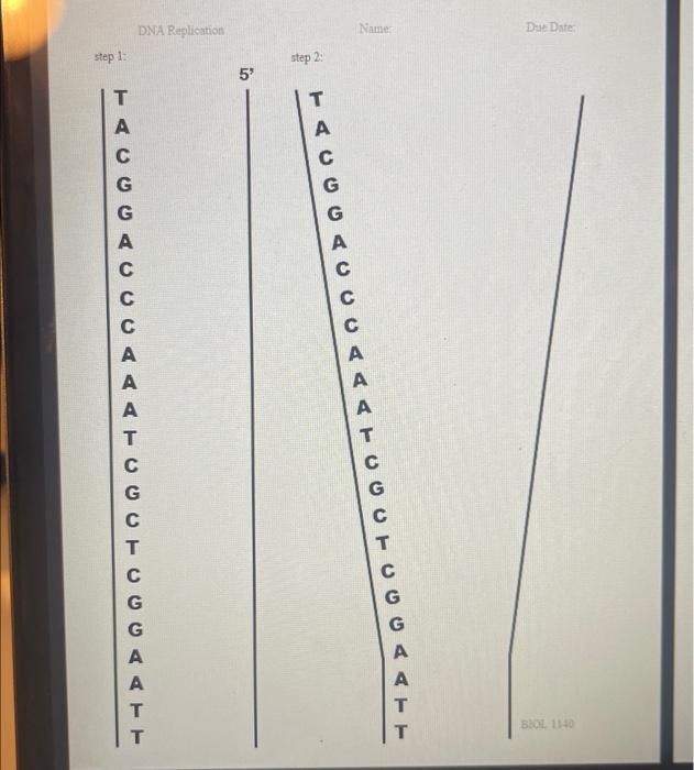 Solved DNAReplication A C G G A C C C A A A T C | Chegg.com