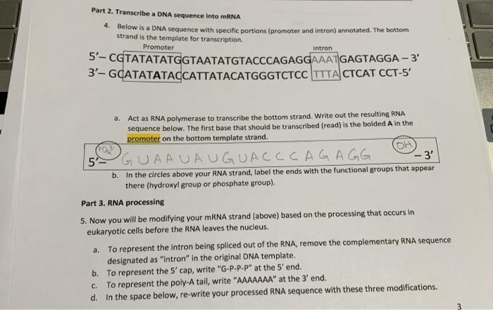 Solved Part 2. Transcribe a DNA sequence into mRNA 4. Below | Chegg.com