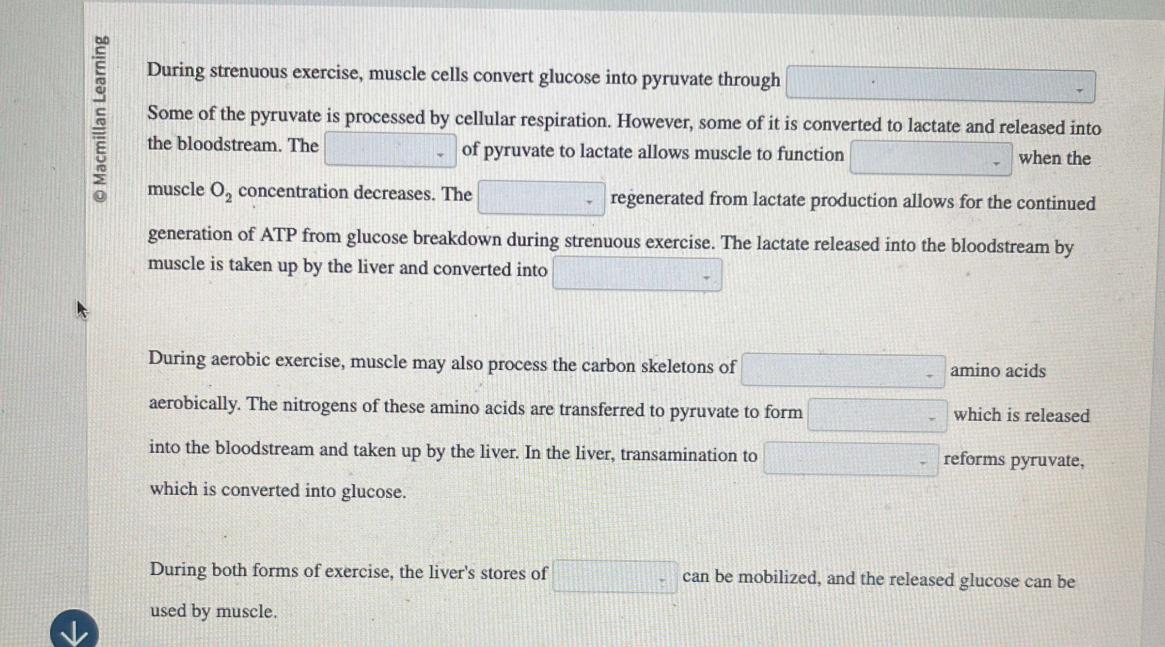 Solved During strenuous exercise, muscle cells convert | Chegg.com