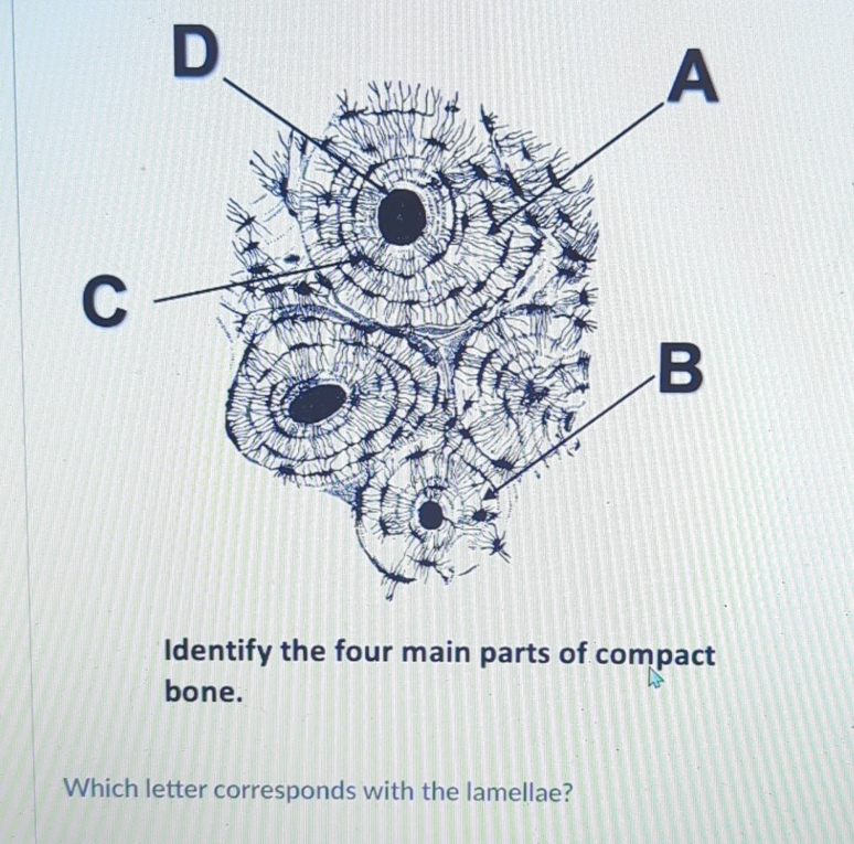 Solved Identify the four main parts of compact bone.Which | Chegg.com