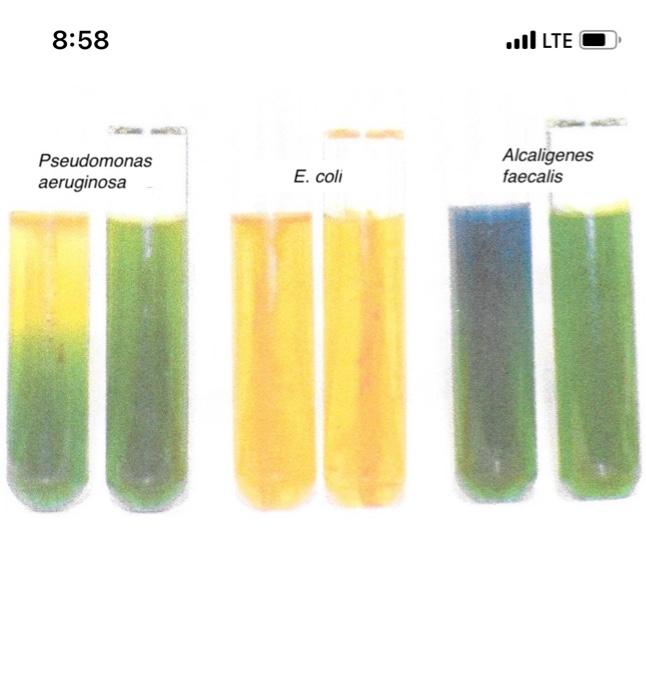 Solved Starch plate - Data OF-glucose - Data8:58 .IIl LTE | Chegg.com