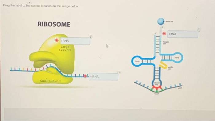 Drag the label to the correct location on the image | Chegg.com