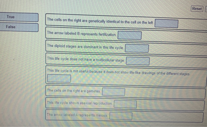 Solved Reset True The cells on the right are genetically | Chegg.com