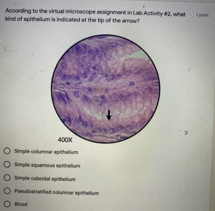 Solved According to the virtual microscope assignment in Lab | Chegg.com