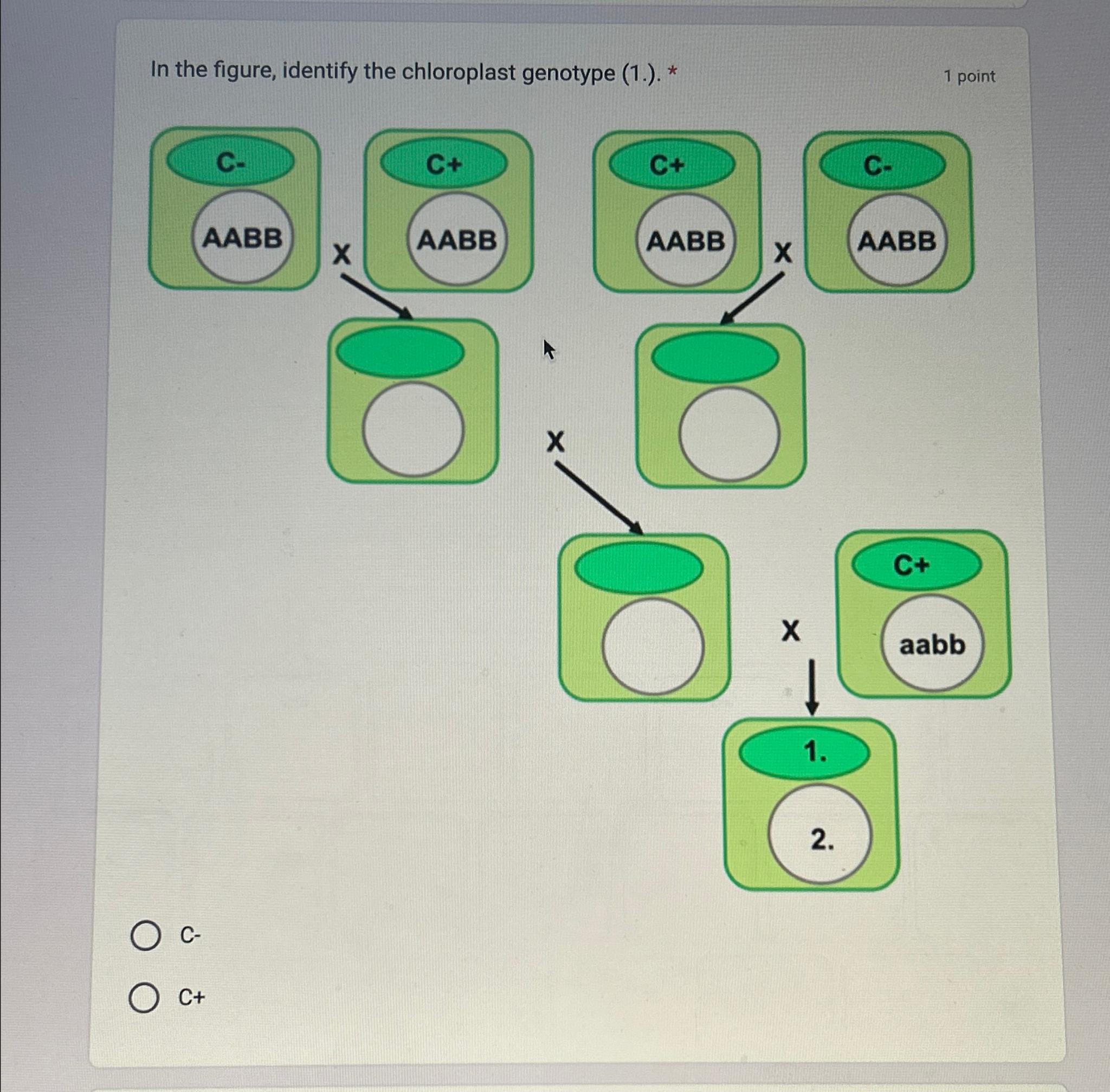 Solved In the figure, identify the chloroplast genotype | Chegg.com
