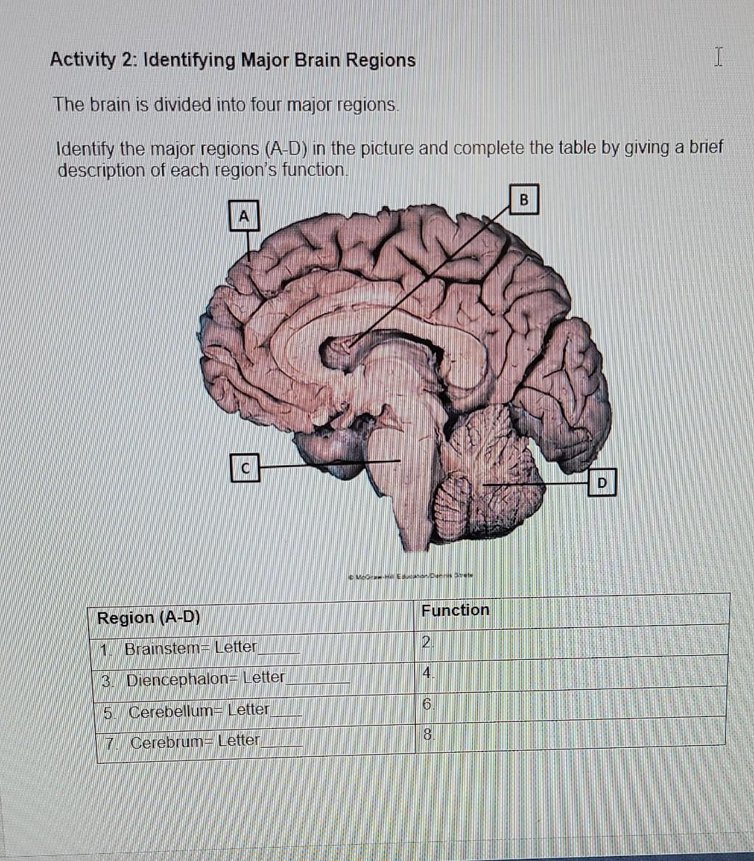 Solved Activity 2: Identifying Major Brain Regions I The | Chegg.com