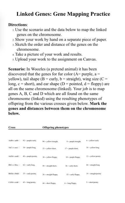 Linked Genes: Gene Mapping Practice Directions: 1. | Chegg.com
