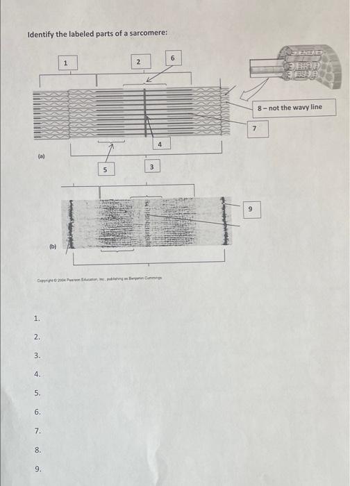 Solved Muscle Fiber: label the parts Anatomy of a myofibril: | Chegg.com Solved Muscle Fiber: label the parts Anatomy of a myofibril: | Chegg.com