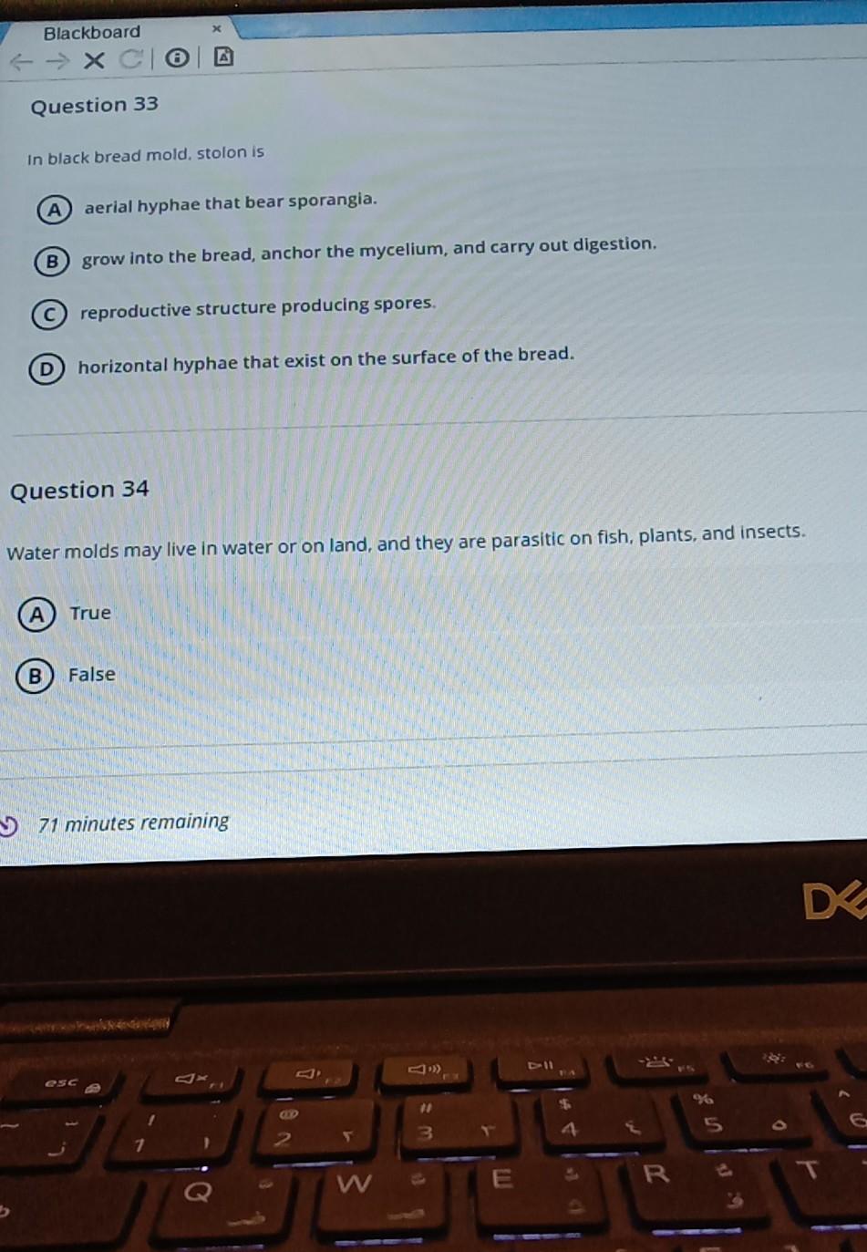 Solved X Blackboard G X a Question 33 In black bread mold, | Chegg.com