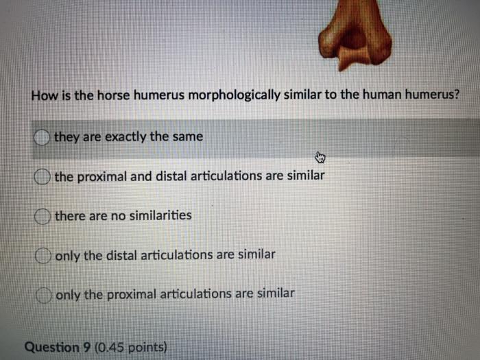 Solved How is the mole humerus (left) morphologically | Chegg.com