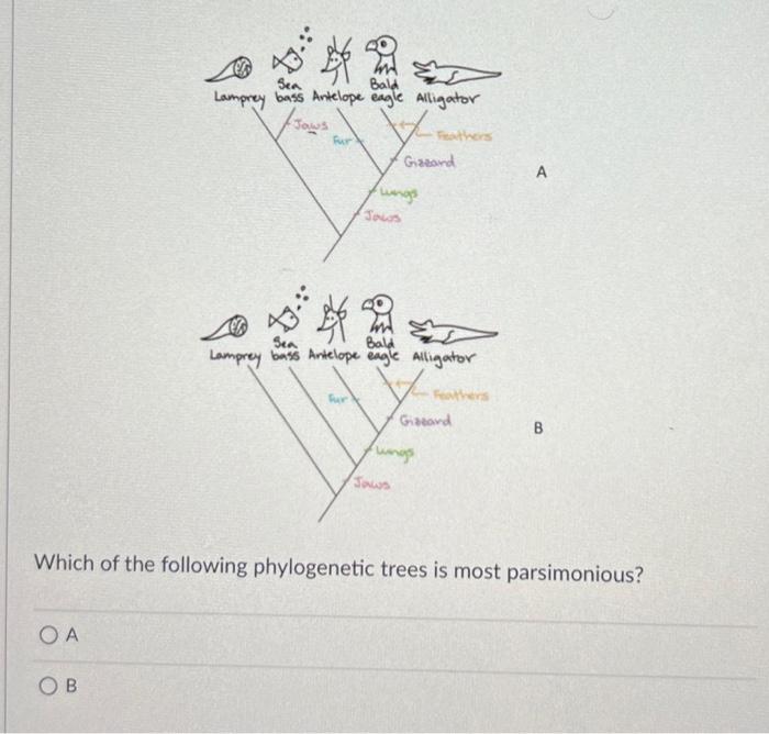 Solved Which of the following phylogenetic trees is most | Chegg.com