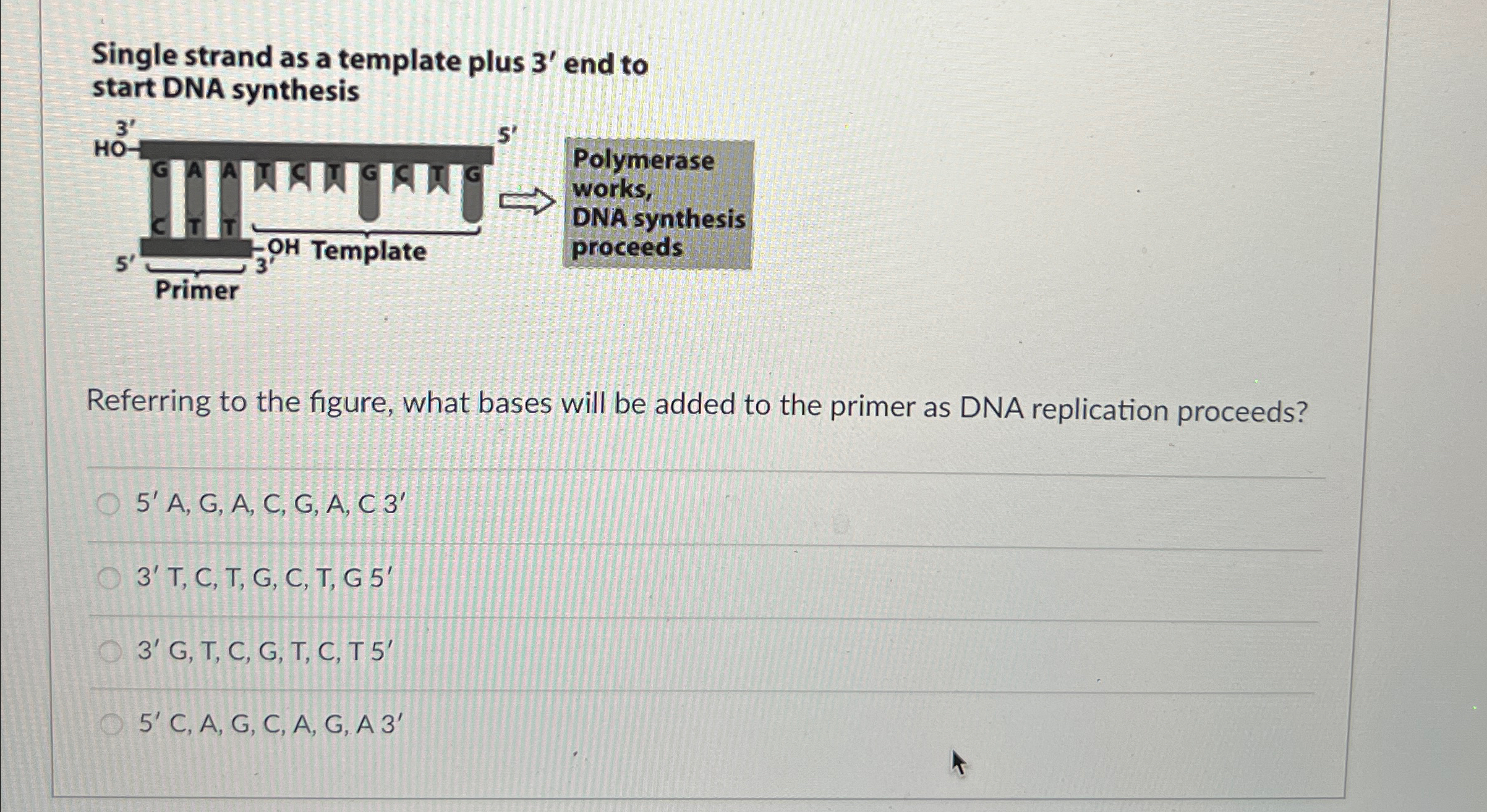 Solved Single strand as a template plus 3' ﻿end toReferring | Chegg.com