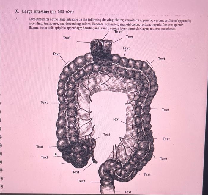 Solved Label the parts of the large intestine on the | Chegg.com