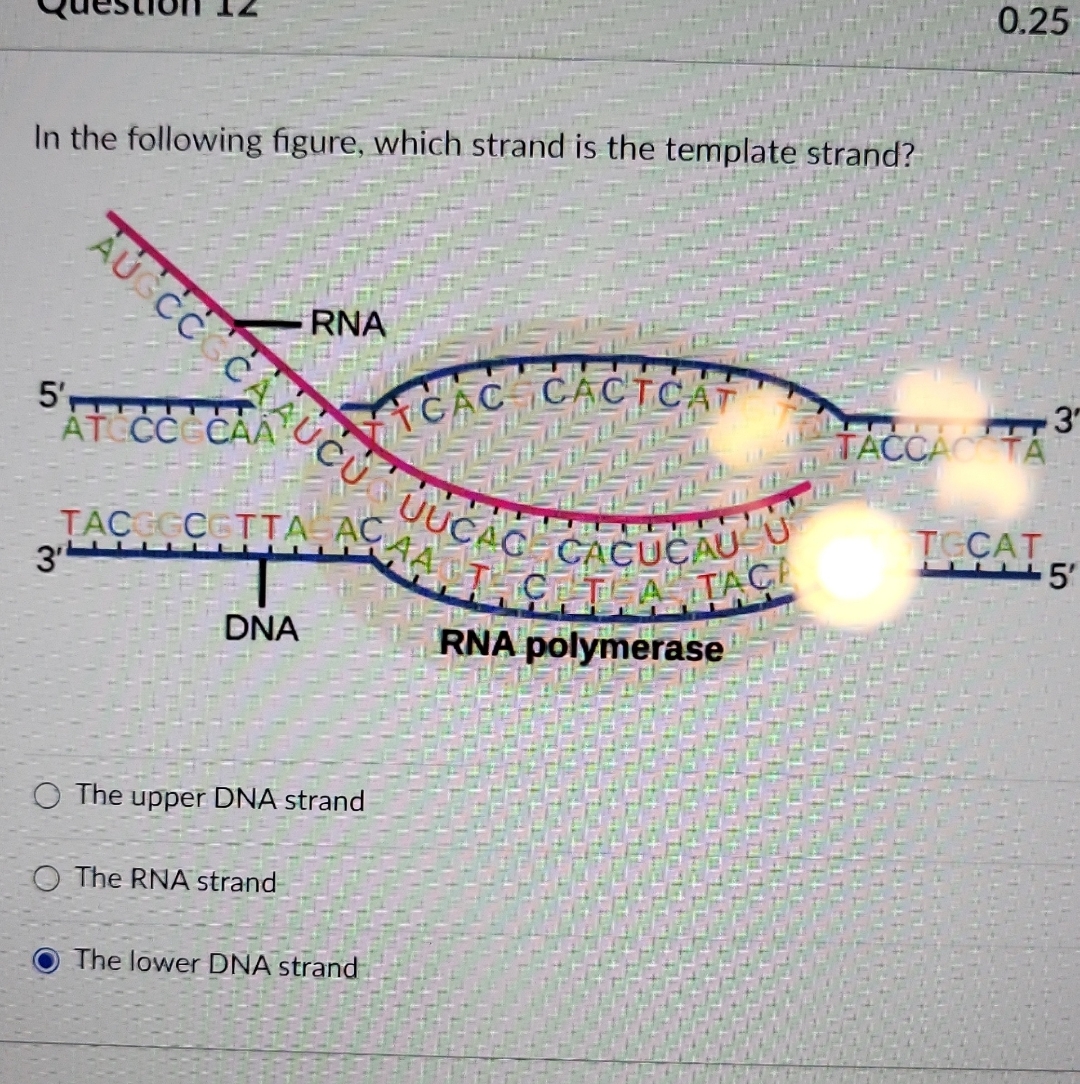 Solved 0.25In the following figure, which strand is the | Chegg.com