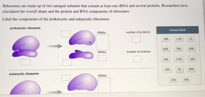 Solved Ribosomes are made up of two unequal subunits that | Chegg.com