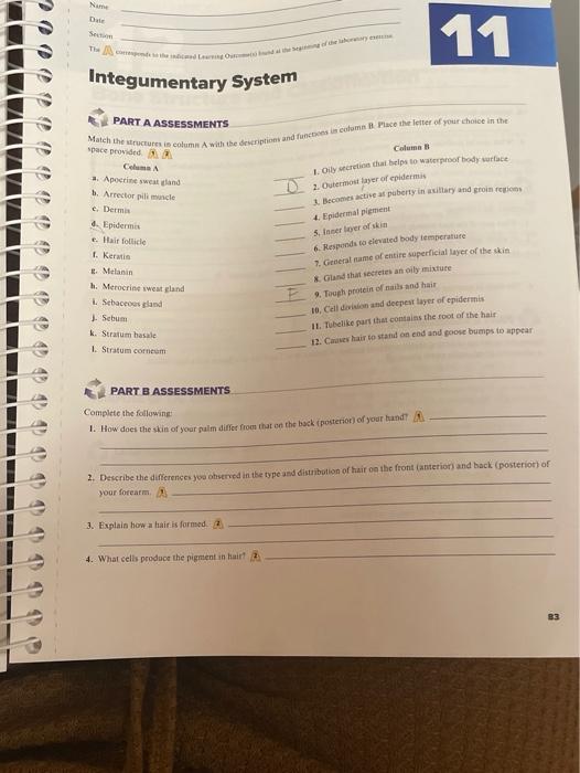 Solved Name So 11 TO Integumentary System PART A ASSESSMENTS | Chegg.com