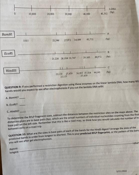 Solved if you performed a restriction digestion using these | Chegg.com