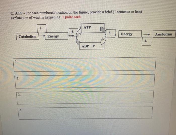 Solved C. ATP - For each numbered location on the figure, | Chegg.com
