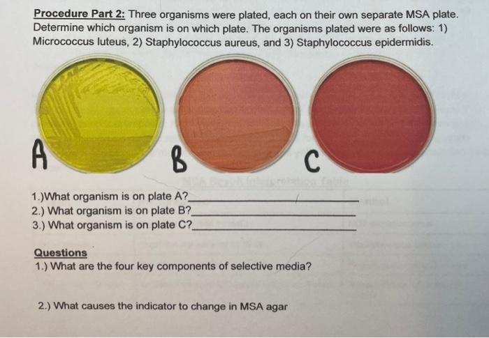 Solved Procedure Part 2: Three organisms were plated, each | Chegg.com