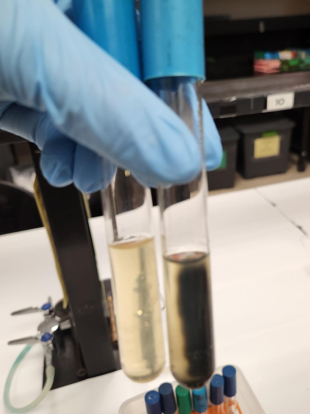 Solved Here are my results of an "H2S/Motility Test" and and | Chegg.com