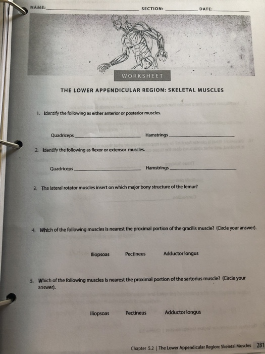 Solved NAME: SECTION: DATE: WORKSHEET THE LOWER APPENDICULAR | Chegg.com