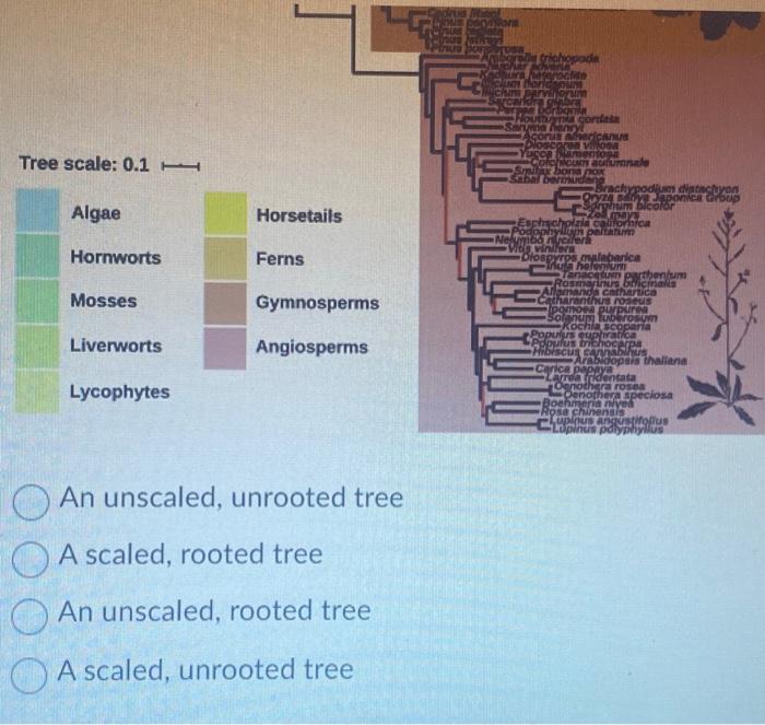 Solved What kind of phvlogenetic tree is debicted below?Tree | Chegg.com