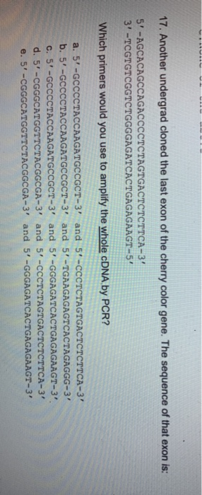 Solved 17. Another undergrad cloned the last exon of the | Chegg.com