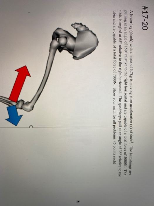 #17-20 A lower leg (shank) with a mass of 3.7kg is | Chegg.com