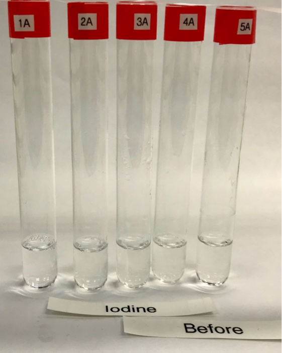 Name and Lab Section 1. Amylase Activity and Effect | Chegg.com